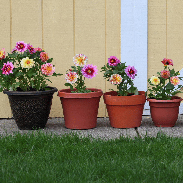 How to Choose the Right Pot Size for Your Plant? – Shapemygarden