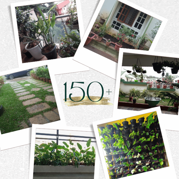 Repotting Services in Bangalore – Shapemygarden